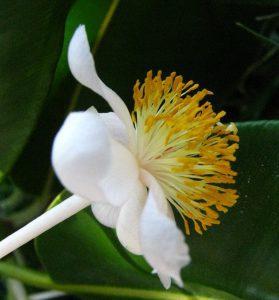 ಸುರಹೊನ್ನೆ – ಕನ್ನಡ ಅಕ್ಷರದ ಮೇಲೆ ಅಕ್ಕರೆಯುಳ್ಳವರಿಗಾಗಿ…